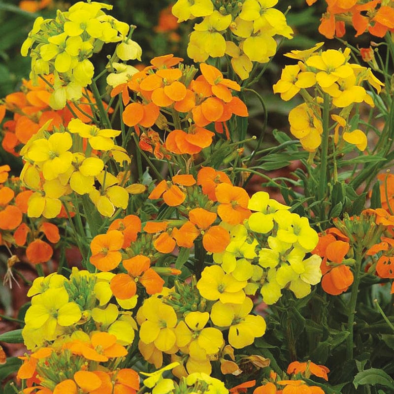 Wallflower Siberian Mixed Flower Seeds From D.T. Brown