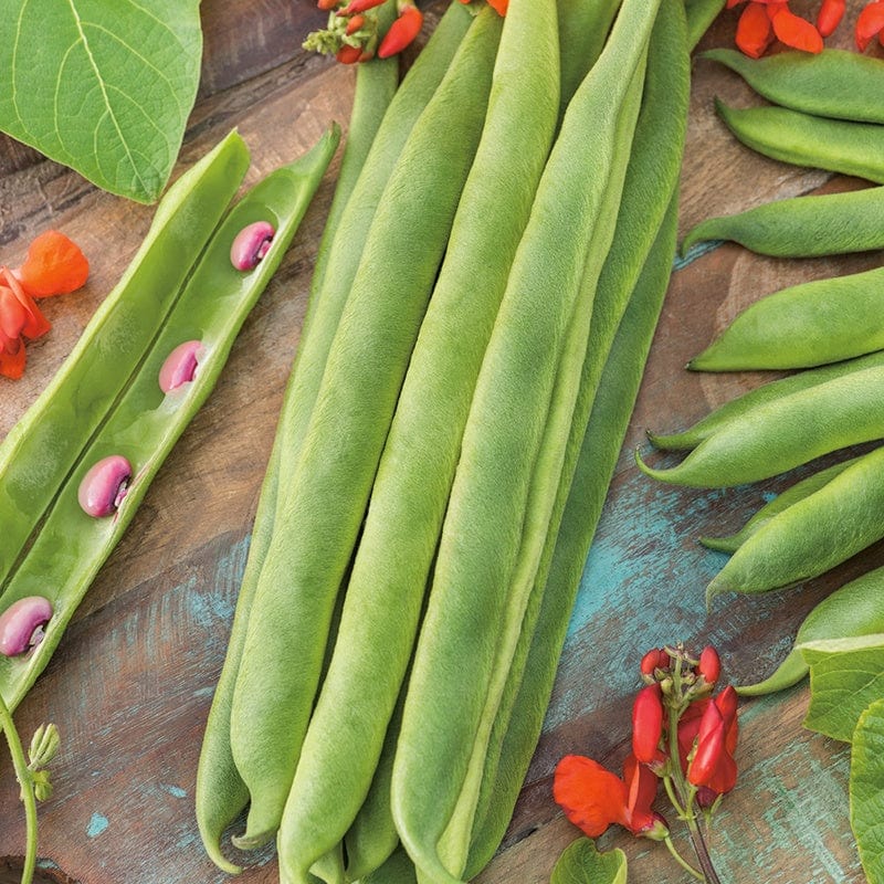 Runner Bean (Red Flowered) Enorma AGM Seeds From D. T. Brown