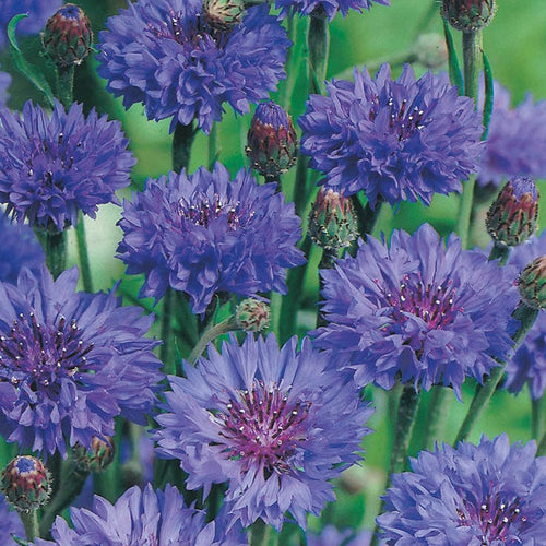 Cornflower Blue Ball Flower Seeds From D. T. Brown