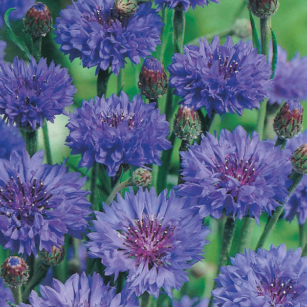 Cornflower Blue Ball Flower Seeds From D. T. Brown