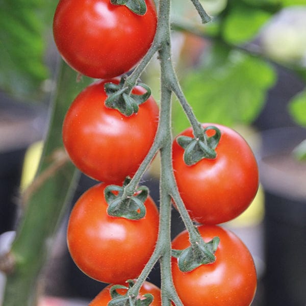 Tomato Sakura F1 AGM Seeds From D. T. Brown