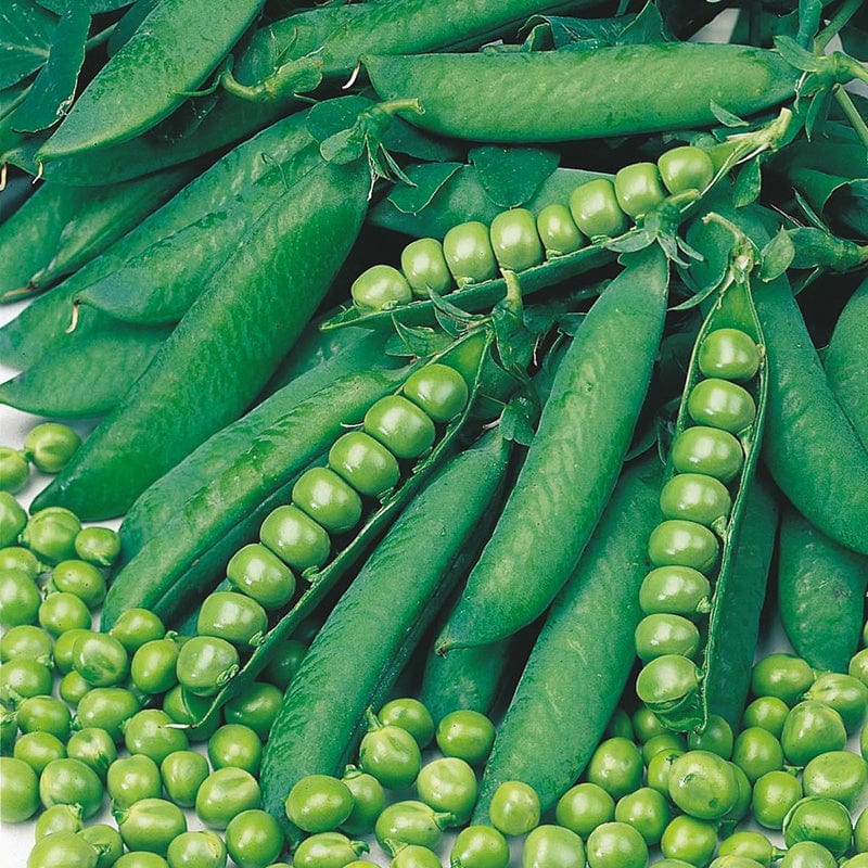 Pea (Second Early) Early Onward AGM Seeds From D. T. Brown