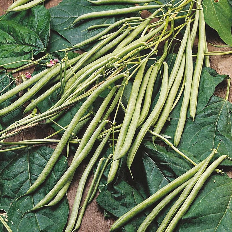 French Bean (Climbing) Isabel Seeds - Peas And Beans From DT Brown