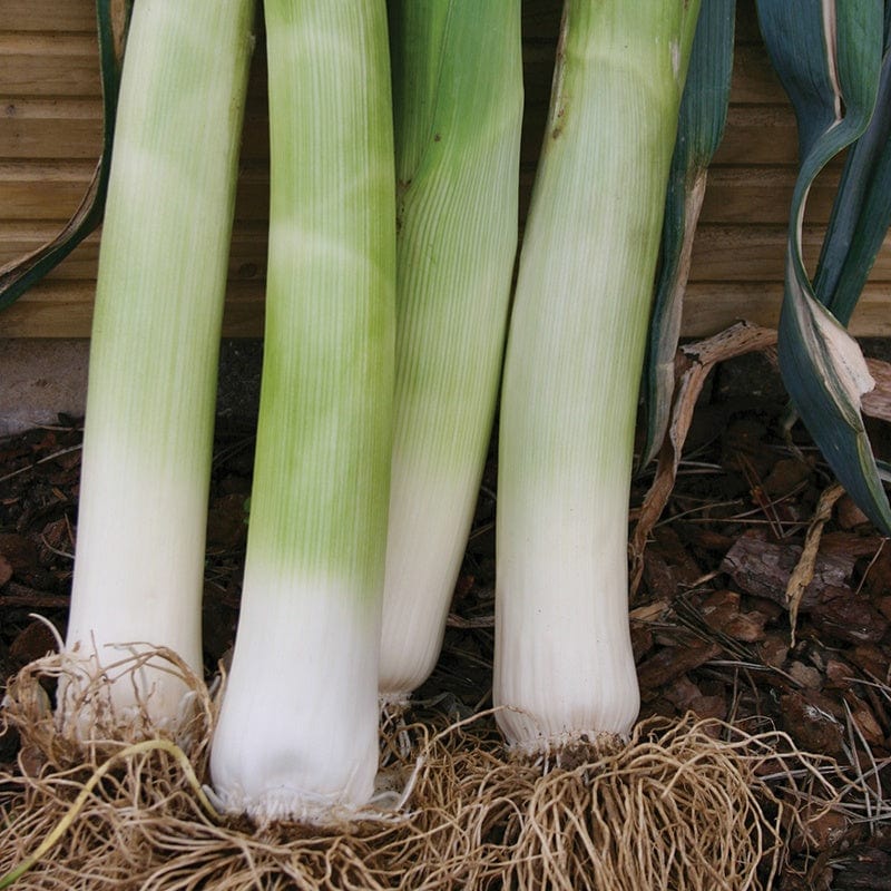 Leek Musselburgh Seeds From D. T. Brown
