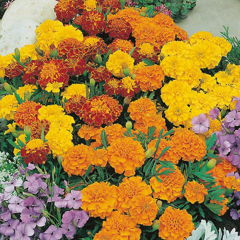 Marigold (French) Bonita Mixed Flower Seeds from D.T.Brown