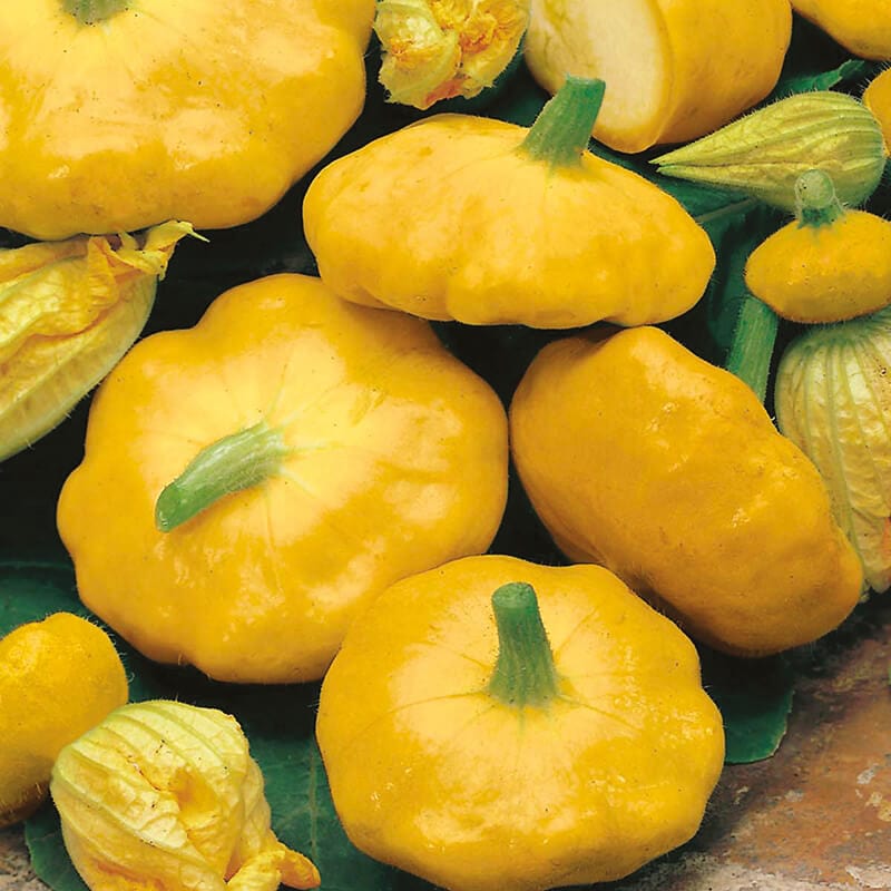 Squash (Summer) Sunburst F1 AGM Seeds From D. T. Brown