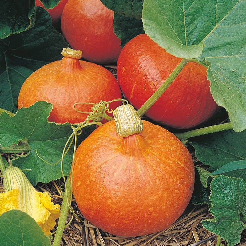 Squash Uchiki Kuri Vegetable Plants From D.T. Brown