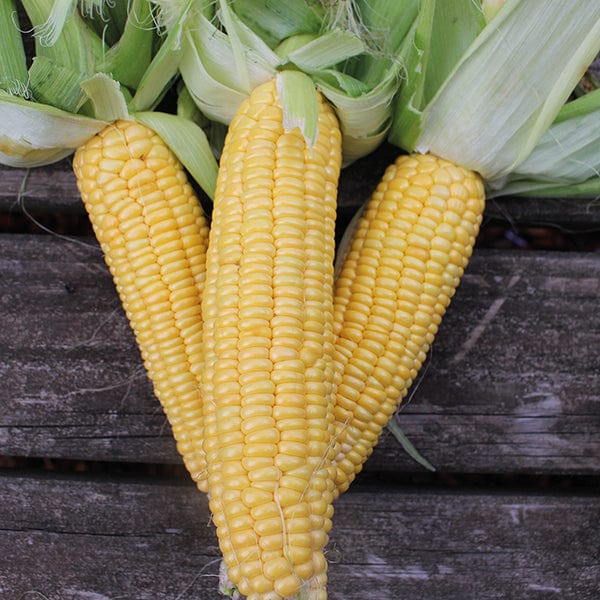 Sweetcorn Swift F1 Vegetable Plants From D.T. Brown