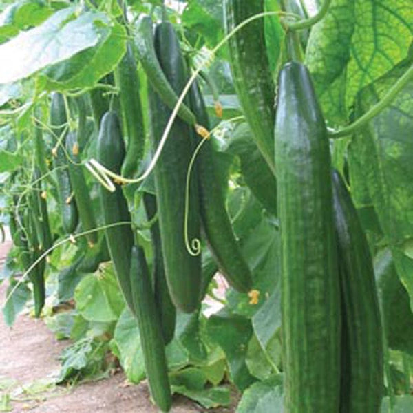 D.T. Brown Seeds | DT Brown | Shop Online Today!
