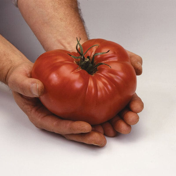 Outdoor Tomato Plants | Tomato Plants for Outside | D.T. Brown