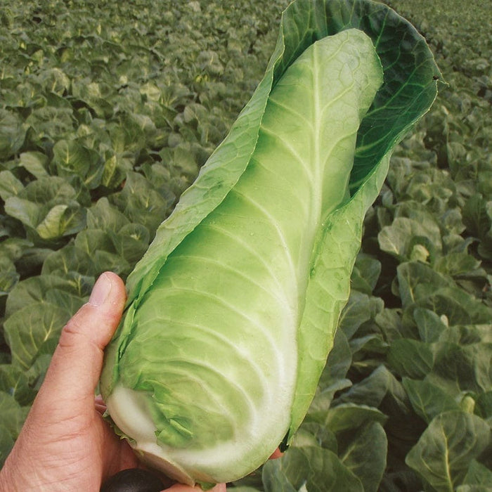 How to Grow Cabbage | Growing Guide | D.T. Brown