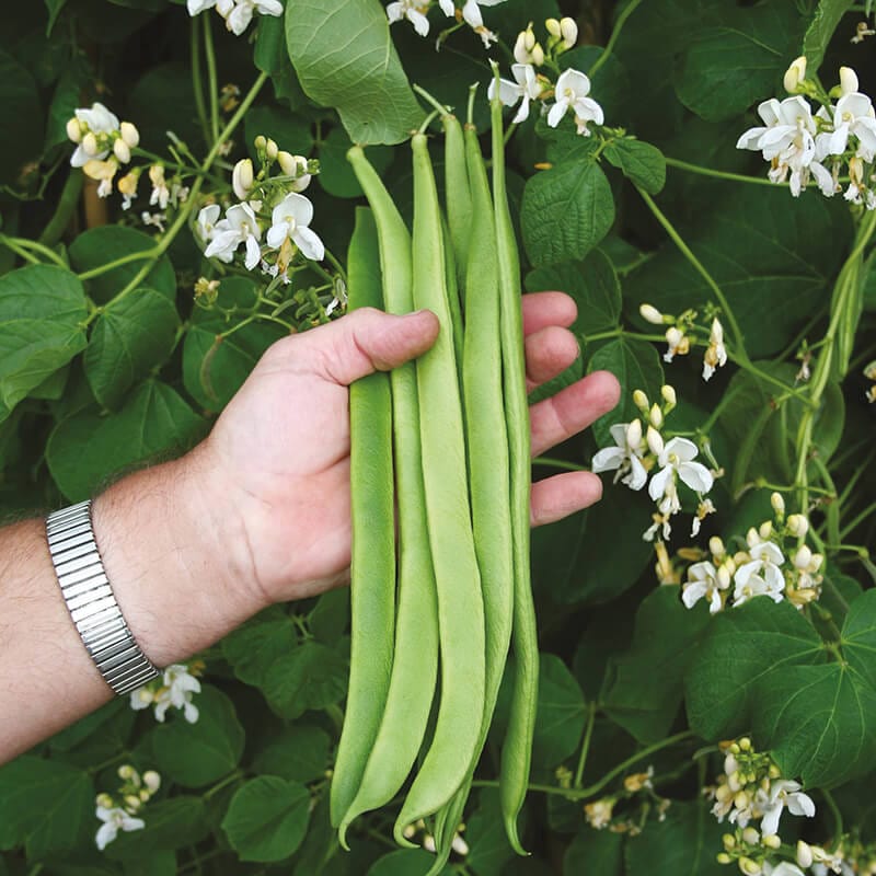 Runner Bean (Self-Pollinating) Moonlight Seeds From D.T. Brown