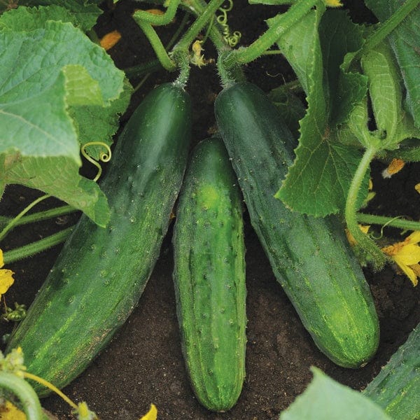 D. T. Brown Cucumber Patio Snacker F1 Seeds – High Yield & Great Flavour