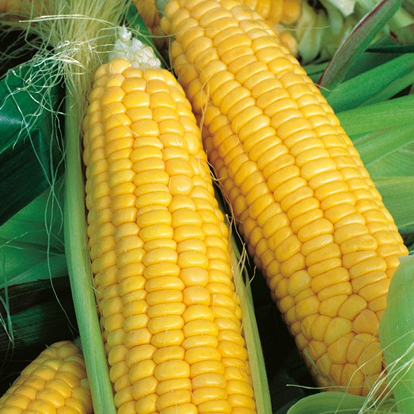 Sweetcorn Bountiful F1 Veg Seeds From DT Brown