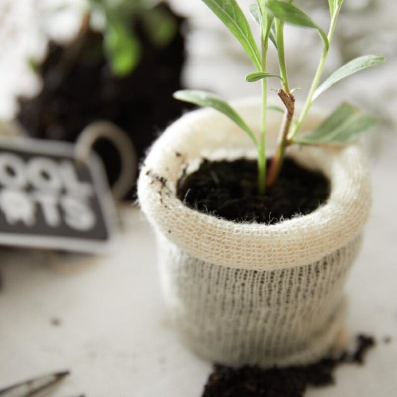 Wool Pots x 20 from D.T. Brown Plants and Seeds