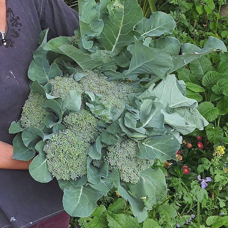 Broccoli (Calabrese) Matsuri F1 seeds from DT Brown