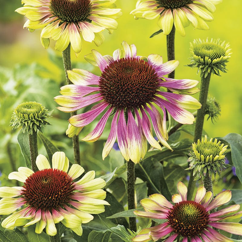 Echinacea green twister store