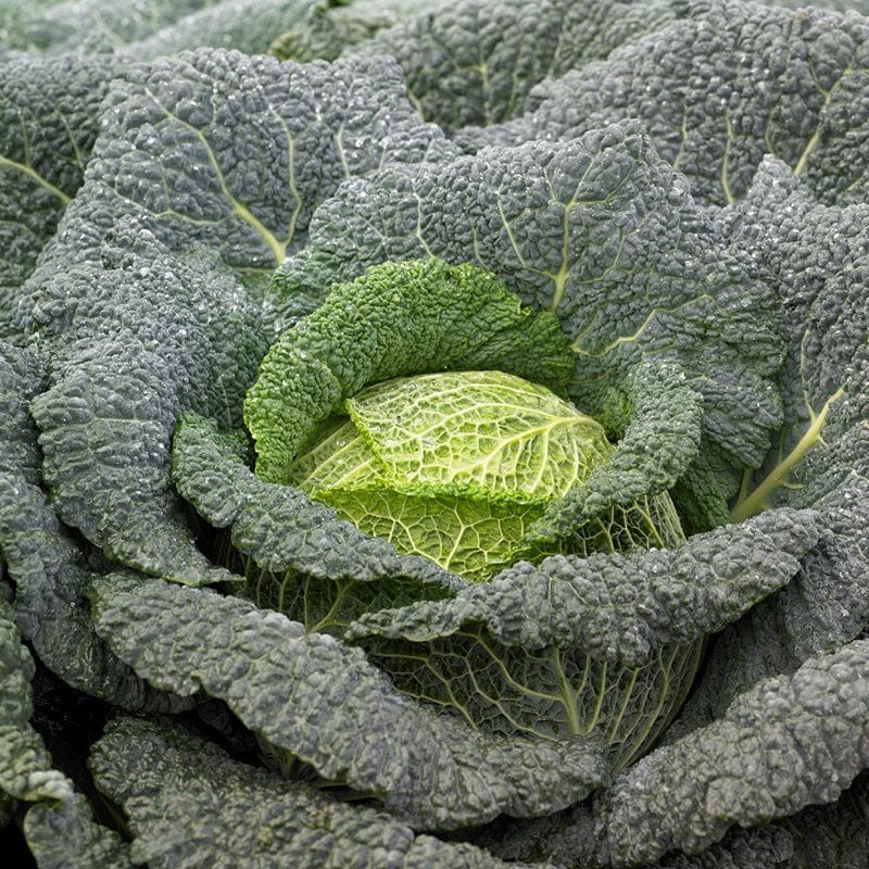 Cabbage Cordoba Vegetable Plants from D.T Brown
