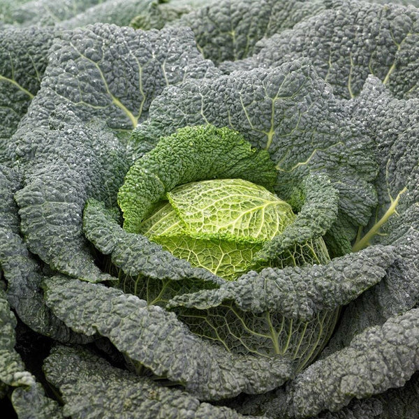 How to Grow Cabbage | Growing Guide | D.T. Brown