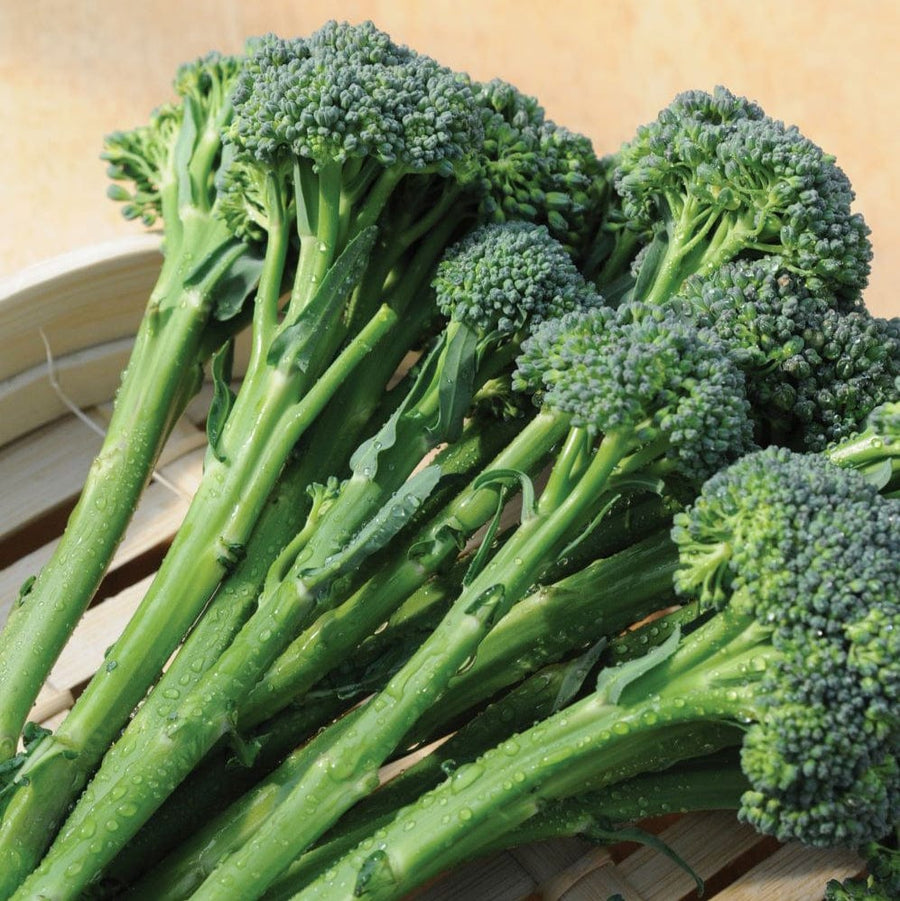 How to Grow Broccoli | D.T. Brown