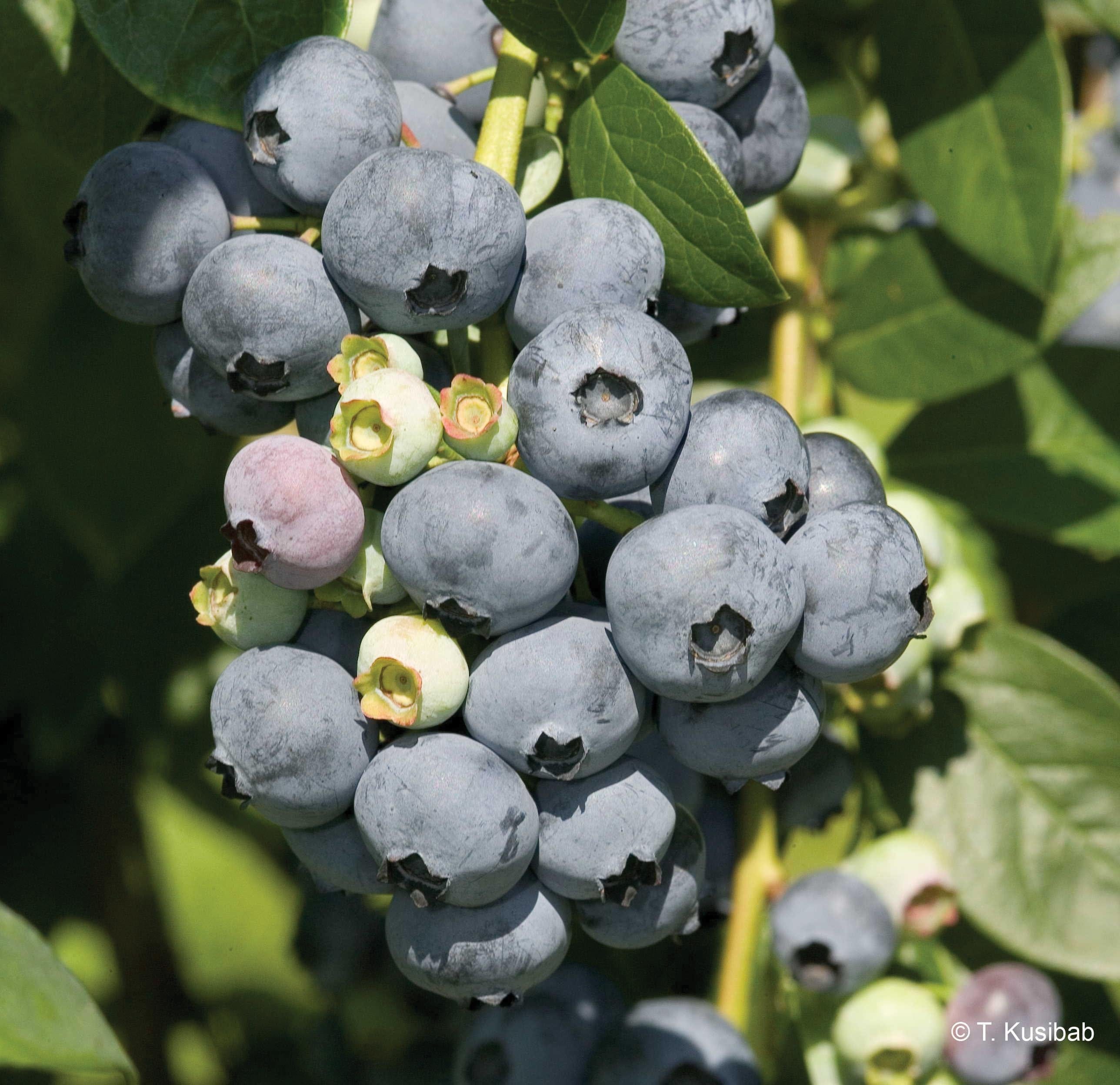 Blueberry Bluecrop 2ltr Potted Plant From D T Brown