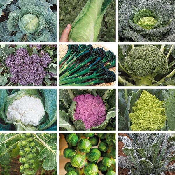 Brassica Bumper Collection Early Vegetable Plants From D.T. Brown