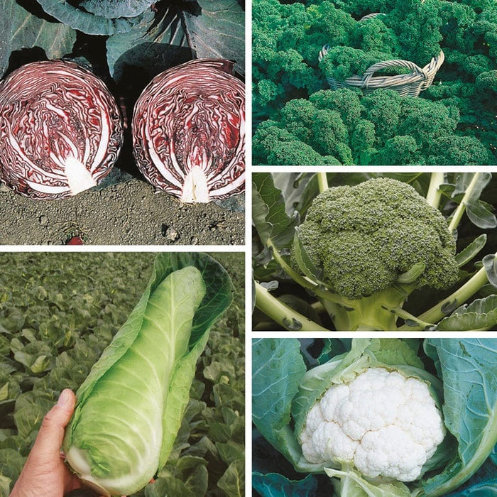 Cabbage Plants | Cabbage Plants for Sale | D.T. Brown