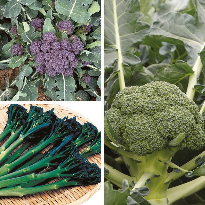 Broccoli and Calabrese Collection Vegetable Plants