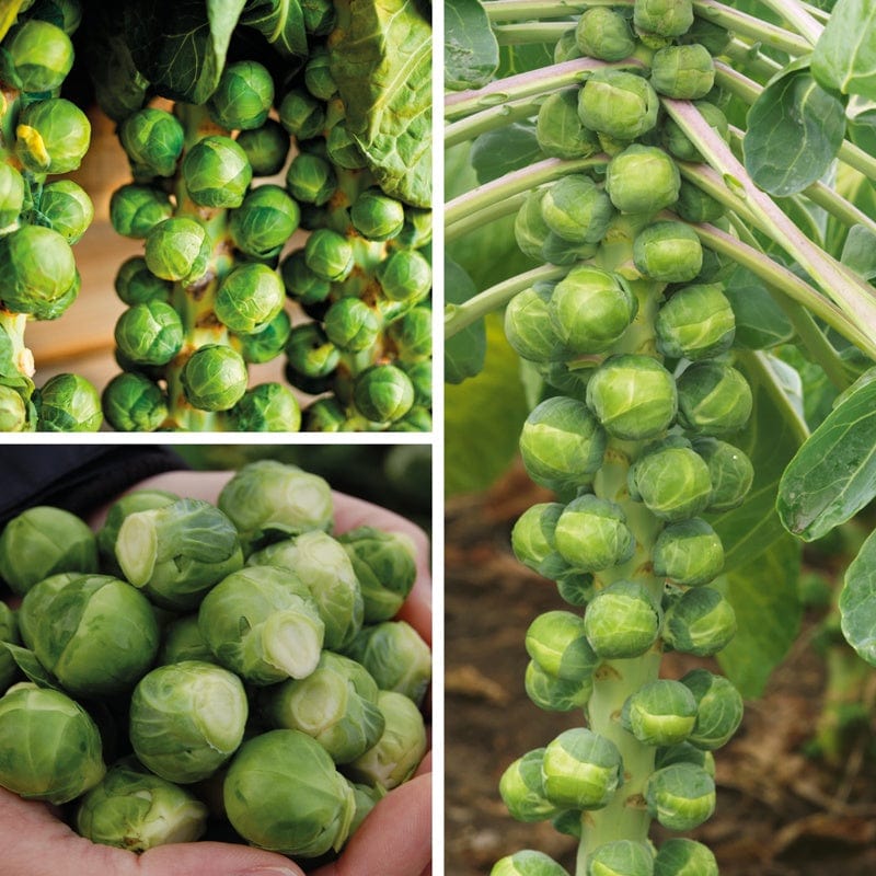 Brussels Sprout Veg Plant Collection