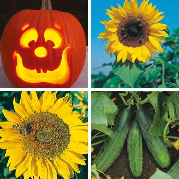 Better together: Climb & shine