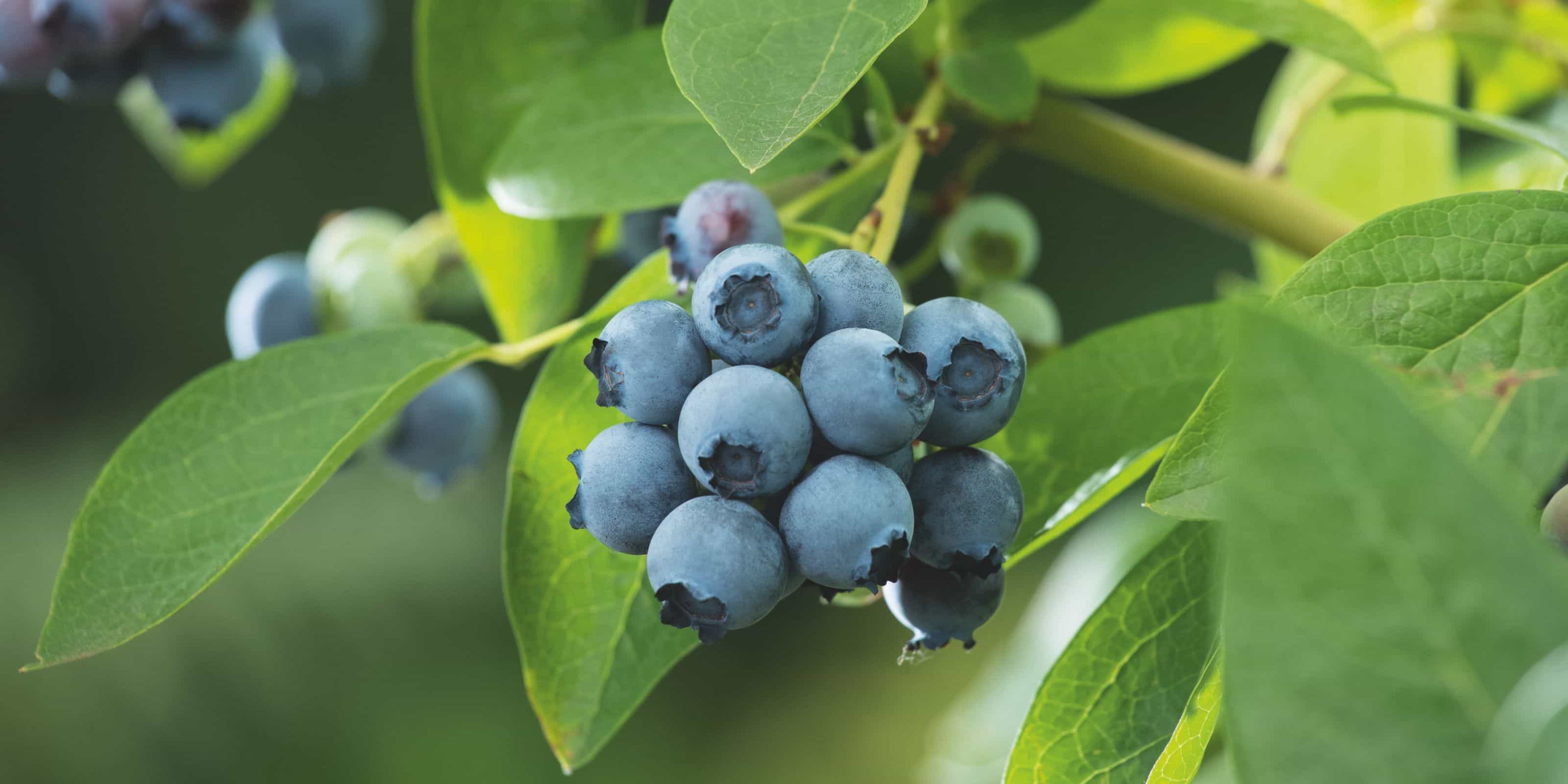 D.T. Brown Seeds | DT Brown | Shop Online Today!