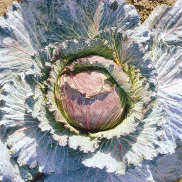 Cabbage Marabel F1 Plants Vegetable Plants From D.T.Brown