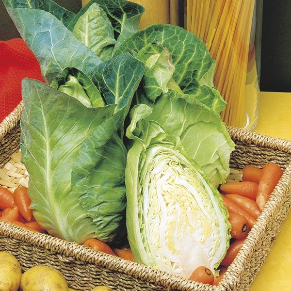 Cabbage Capricorn F1 Vegetable Plants From D.T.Brown