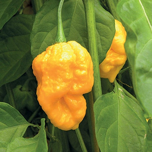 Chilli Trinidad Moruga Scorpion Yellow Plants From D.T. Brown