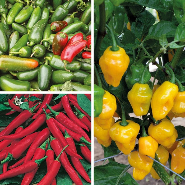 Mild(ish) Chilli Pepper Plant Collection From D.T. Brown