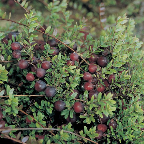 Cranberry Plant Pilgrim|D. T. Brown Fruit
