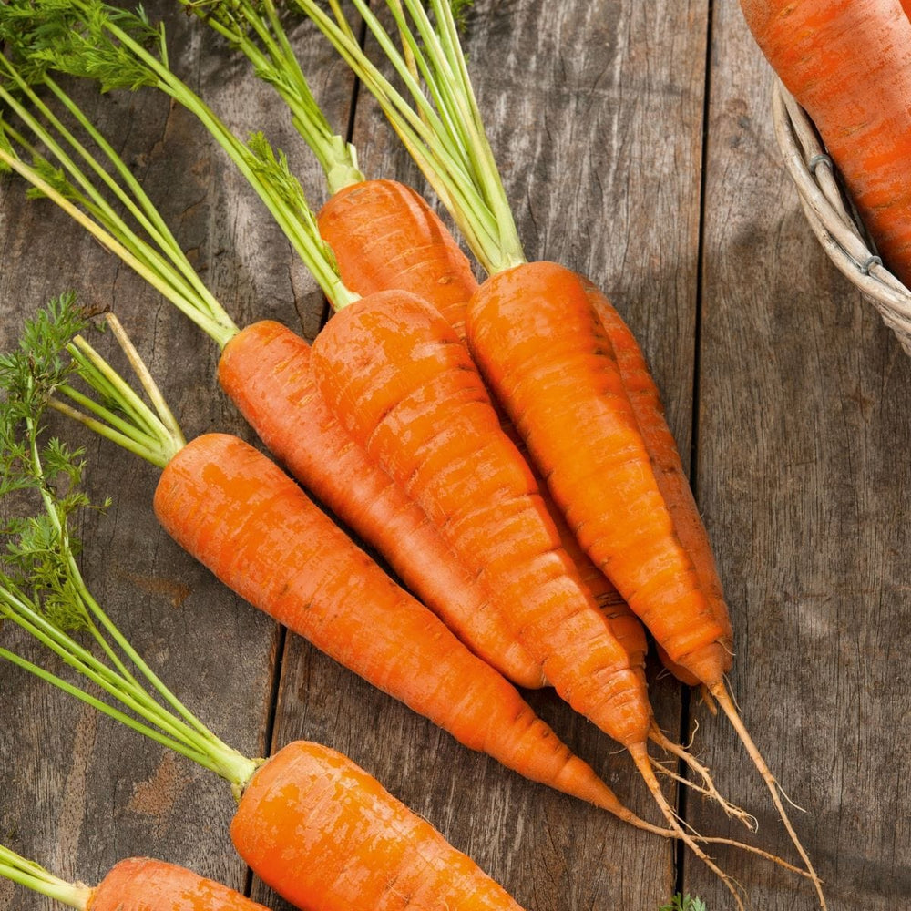 Carrot Seeds | Carrots Seeds | D.T. Brown