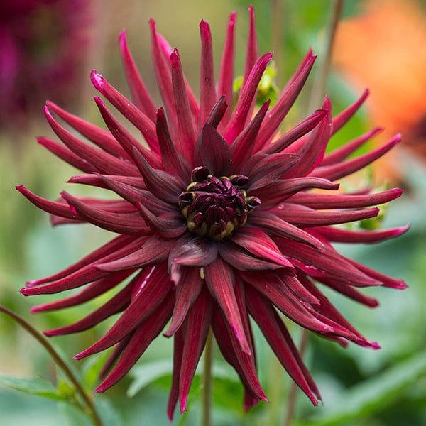 Dahlia Nuit d'Ete Flower Tubers from D.T. Brown Seeds