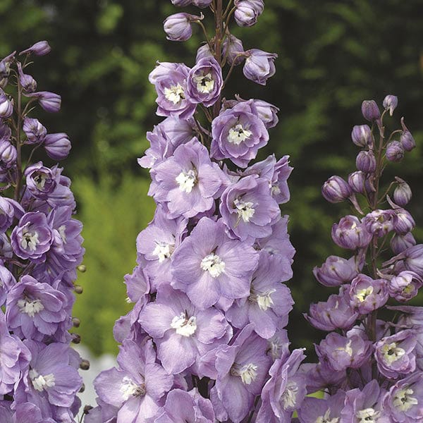Delphinium Aurora Lavender Flower Plants From D.T. Brown