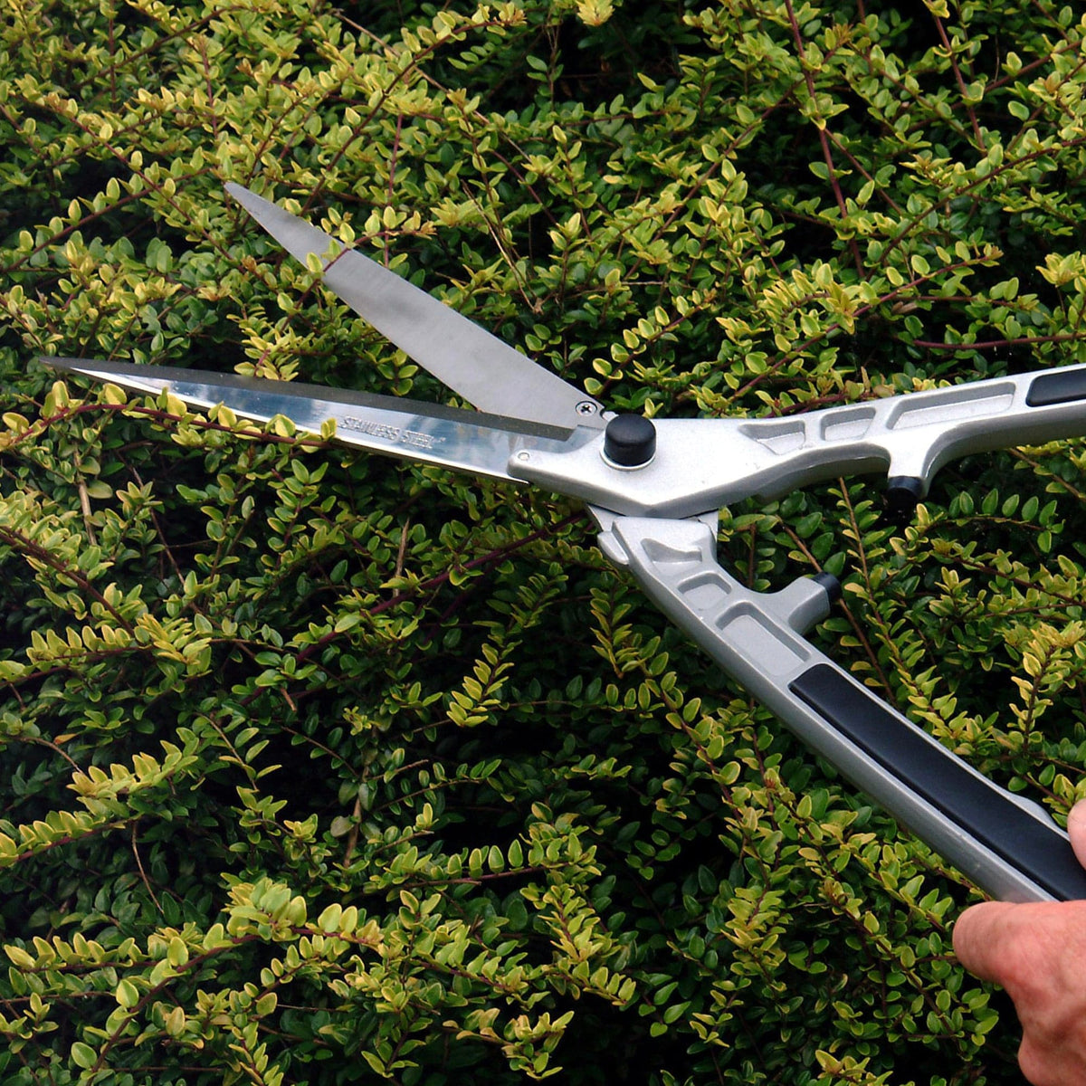 Darlac Stainless Steel Shear From D.T. Brown
