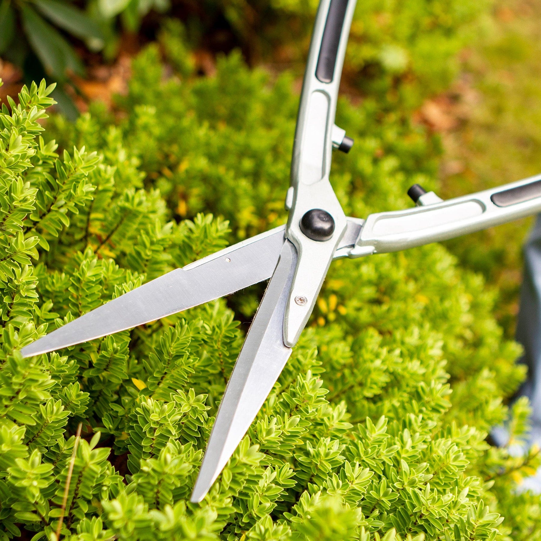 Darlac Lightweight Shear 8in from D.T. Brown