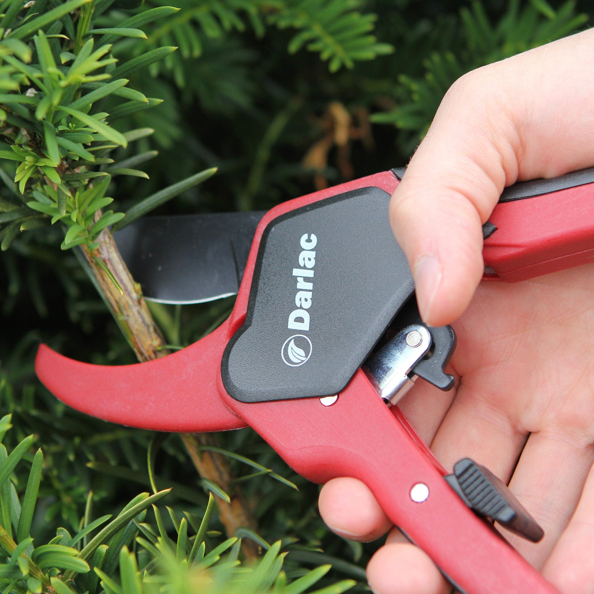 Darlac Classic Ratchet Secateur From D.T. Brown