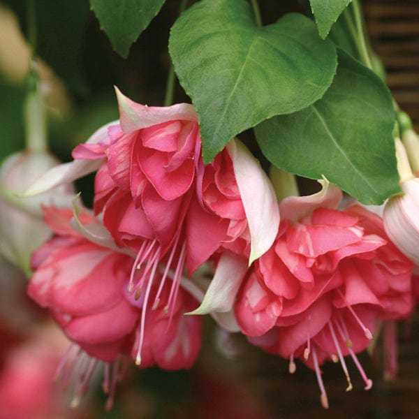 Giant Trailing Fuchsia Peachy From DT Brown