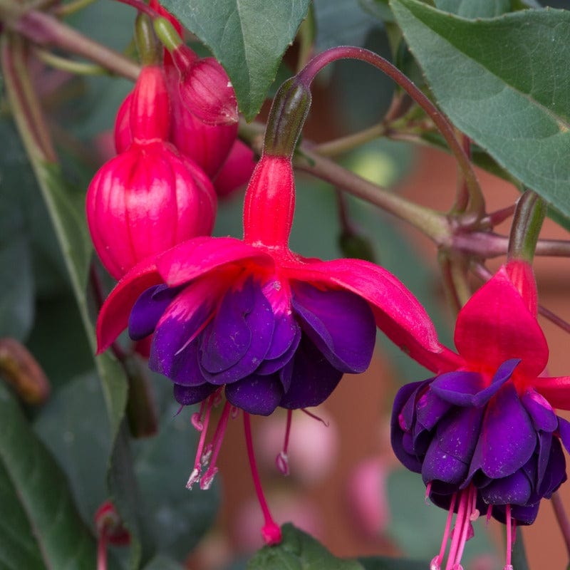 Fuchsia Trailing Dollar Princess – From DT Brown
