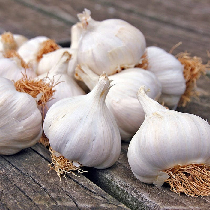 Garlic Mersley Wight Bulbs (Softneck) From D.T. Brown