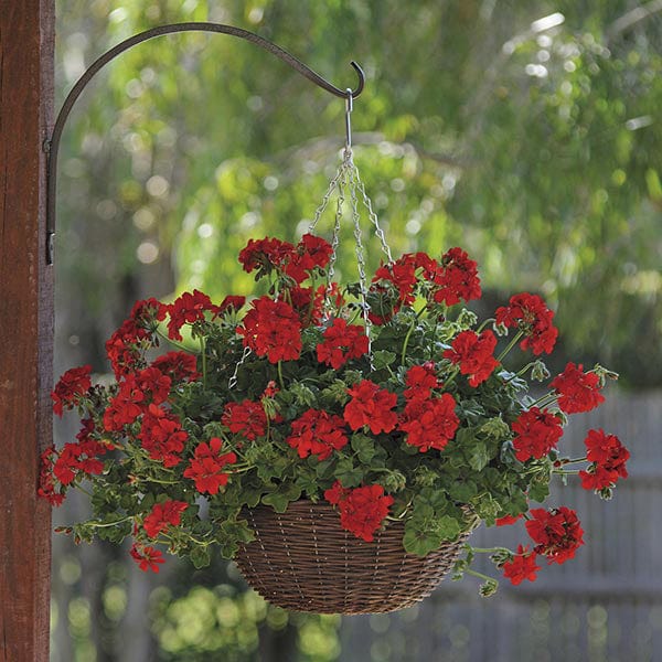 Pelargonium Sunflair Ruben Dark Red Flower Plants from D. T. Brown Seeds