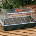 Potato Caledonian Rose | Maincrop Potatoes | D.T. Brown Seeds