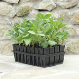 Potato Caledonian Rose | Maincrop Potatoes | D.T. Brown Seeds