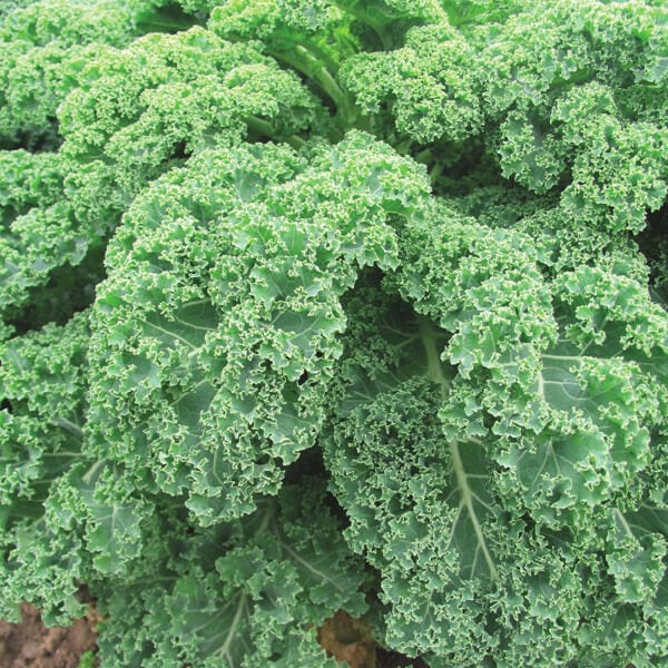 Kale Reflex F1 Plants Vegetable Plants from D.T. Brown