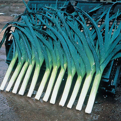 How to Grow Leeks | Growing Guide | D.T. Brown